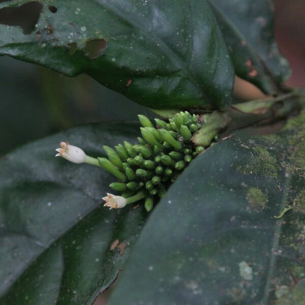 Bertiera Retrofracta Plant Care & How to Grow, Water