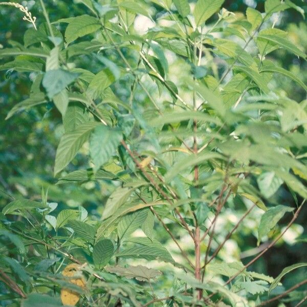 Rescuegrass (Bromus Catharticus) Plant Care & How to Grow, Water