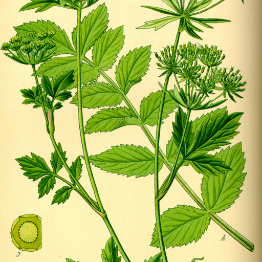 Water-Parsnip (Berula Erecta) Plant Care & How to Grow, Water