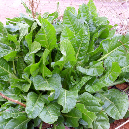 Beet Plant Care & How to Grow, Water