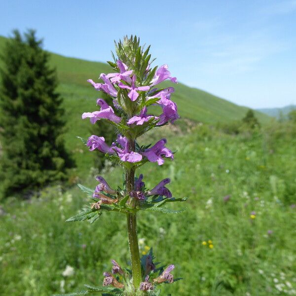 Betonica Betoniciflora Plant Care & How to Grow, Water