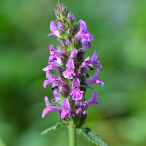 Betony (Betonica Officinalis) Plant Care & How to Grow, Water