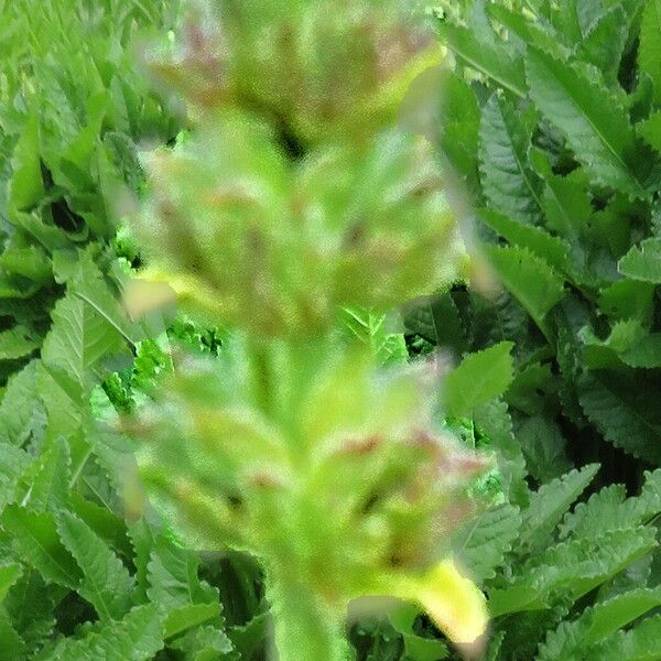 Betonica Scardica Plant Care & How to Grow, Water