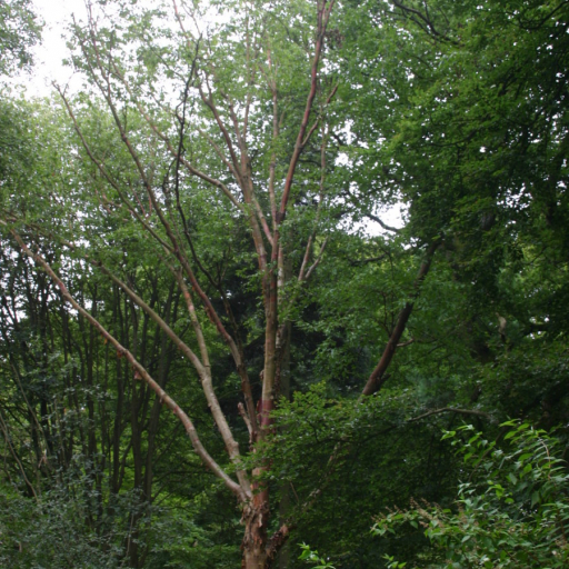 Chinese Red-Barked Birch (Betula Albosinensis) Plant Care & How to Grow ...