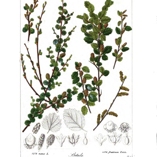 Dwarf Bog Birch (Betula Fruticosa) Care Guide: Water, Soil ...