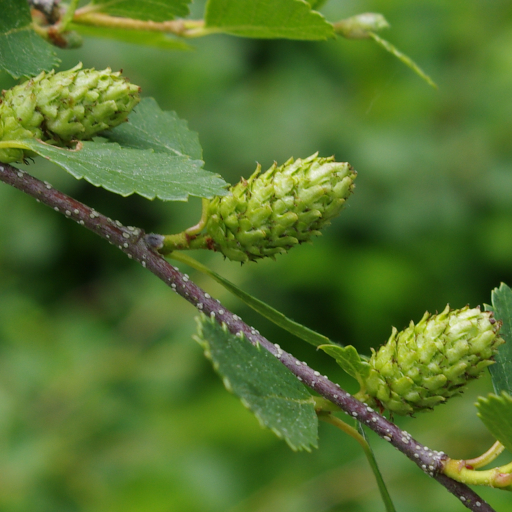 Resin Birch (Betula Glandulosa) Plant Care & How to Grow, Water