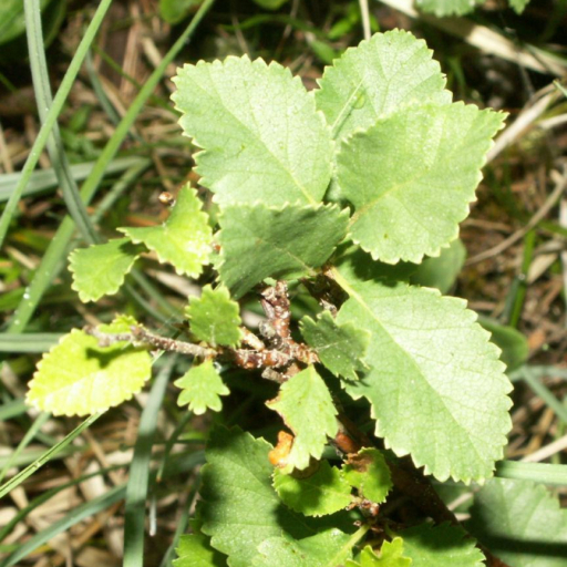 Lesser Birch (Betula Humilis) Plant Care & How to Grow, Water