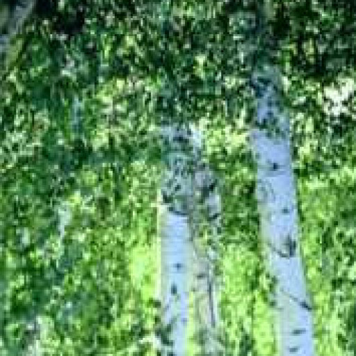 Betula Plant Care & How to Grow, Water