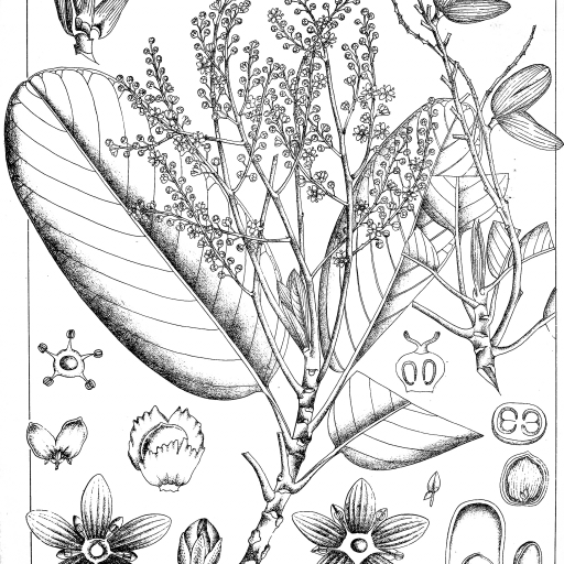 Bhesa Indica Care Guide: Water, Soil & Propagation - Plantiary
