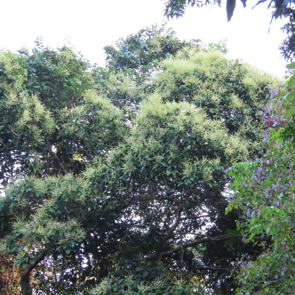 Malayan Spindle Tree (Bhesa Paniculata) Plant Care & How to Grow, Water