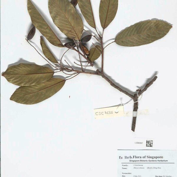 Red-Flowered Malayan Spindle Tree (Bhesa Robusta) Plant Care & How to ...