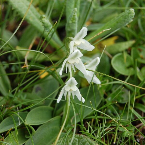 Bhutanthera Himalayana Plant Care & How to Grow, Water