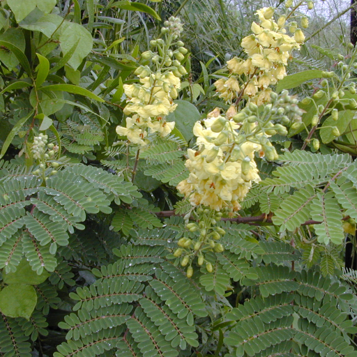 Mysore Thorn (Biancaea Decapetala) Plant Care & How to Grow, Water
