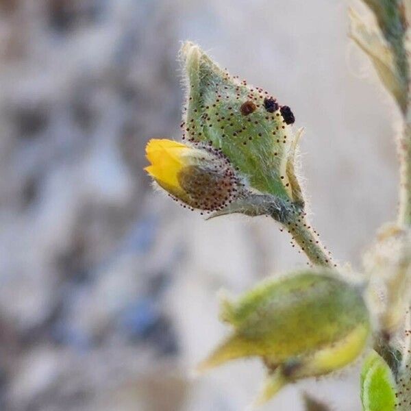 آدمک، چله داغی، گنو (Biebersteinia Multifida) Care Guide: Water, Soil ...