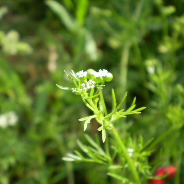 European Bishop (Bifora Testiculata) Plant Care & How to Grow, Water