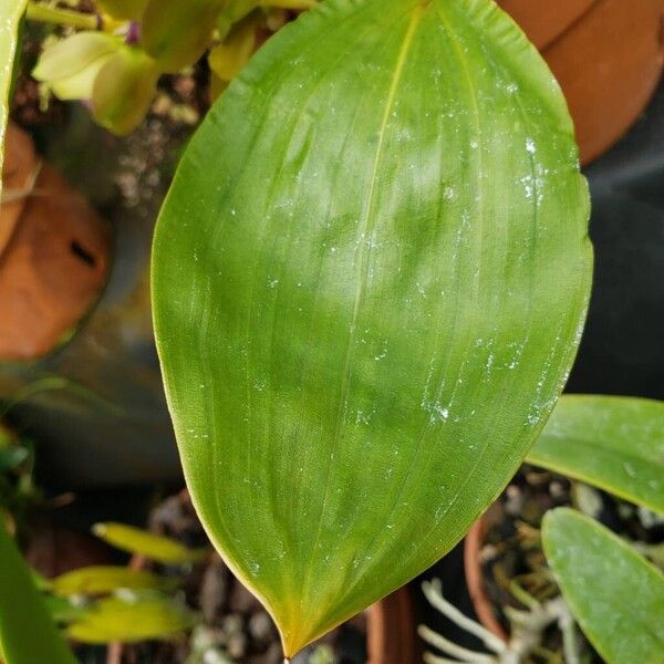 Bifrenaria Inodora Plant Care & How to Grow, Water