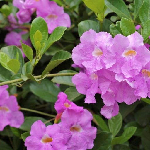 Bignonia Binata Plant Care & How to Grow, Water
