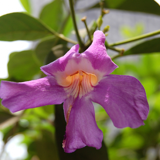 Purple Funnel Vine (Bignonia Magnifica) Plant Care & How to Grow, Water