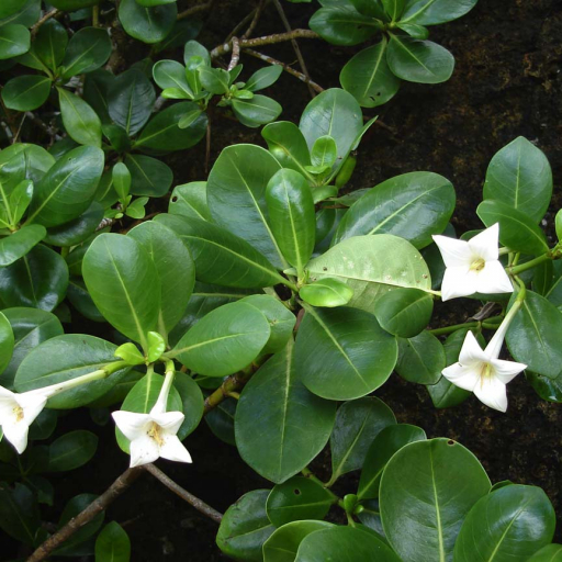 Bikkia Tetrandra Plant Care & How to Grow, Water