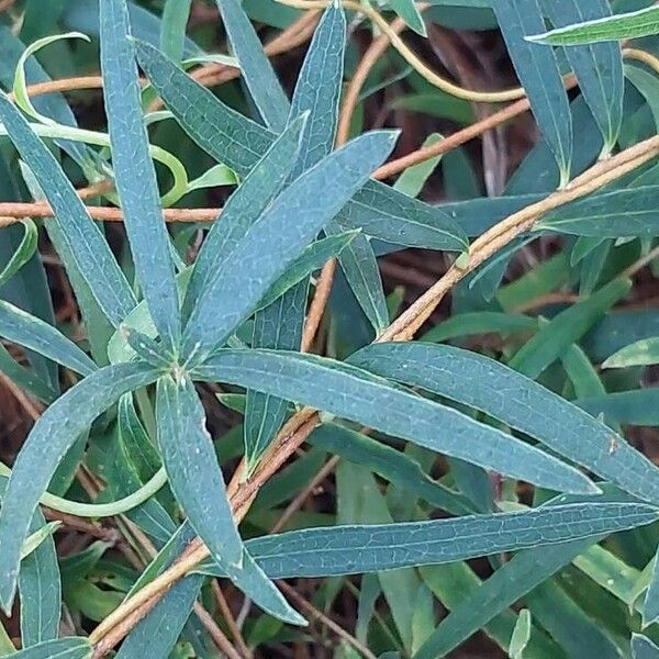Sweet Apple-Berry (Billardiera Cymosa) Plant Care & How to Grow, Water