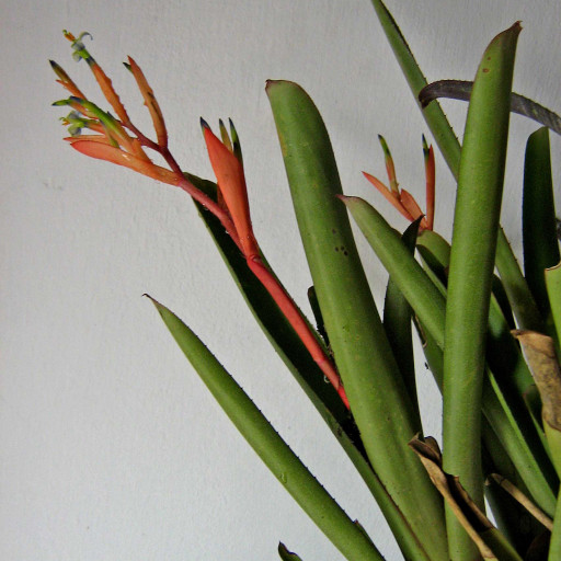 Billbergia Amoena Plant Care & How to Grow, Water