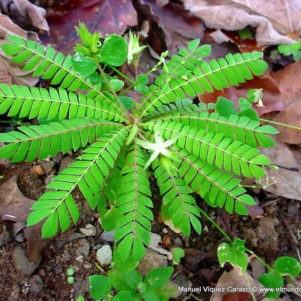 Biophytum Dendroides Plant Care & How to Grow, Water