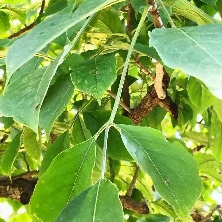 Bischofia Polycarpa Plant Care & How to Grow, Water