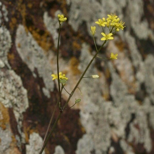 Biscutella Baetica Care Guide: Water, Soil & Propagation - Plantiary
