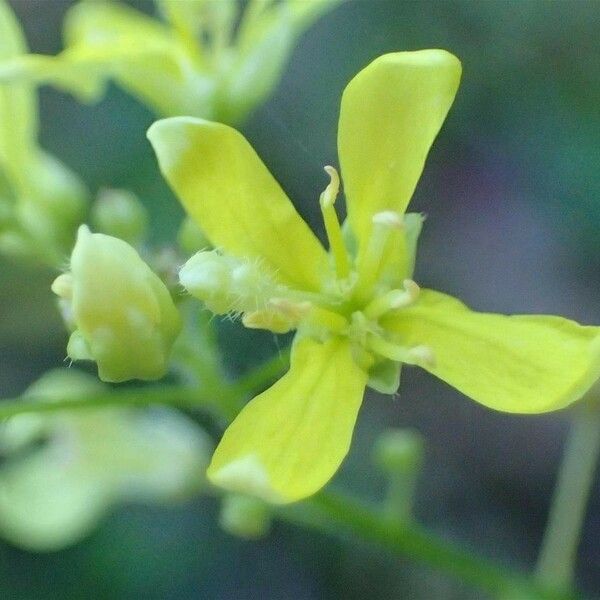 Biscutella Flexuosa Plant Care & How to Grow, Water