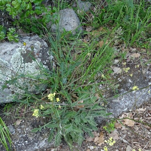 Biscutella Incana Plant Care & How to Grow, Water