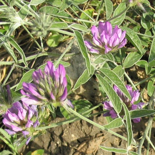 Arabian Pea (Bituminaria Bituminosa) Plant Care & How to Grow, Water