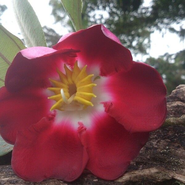 Blakea Scarlatina Plant Care & How to Grow, Water