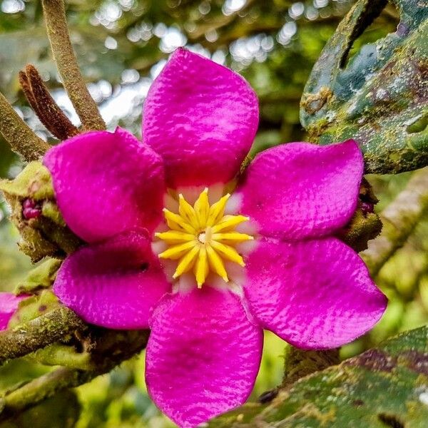 Blakea Tuberculata Plant Care & How to Grow, Water