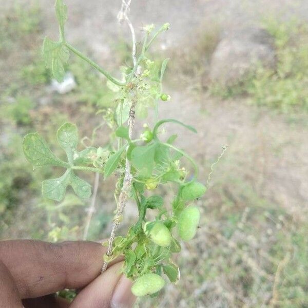 Blastania Garcinii Care Guide: Water, Soil & Propagation - Plantiary