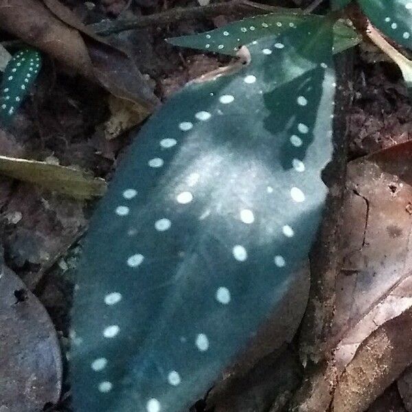 Cochin-China Blastus (Blastus Cochinchinensis) Care Guide: Water, Soil ...