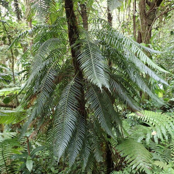 Blechnum Binervatum Plant Care & How to Grow, Water