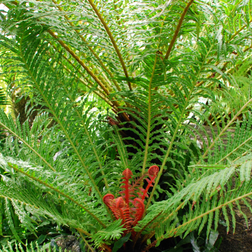 Brazilian Tree Fern (Blechnum Brasiliense) Plant Care & How to Grow, Water