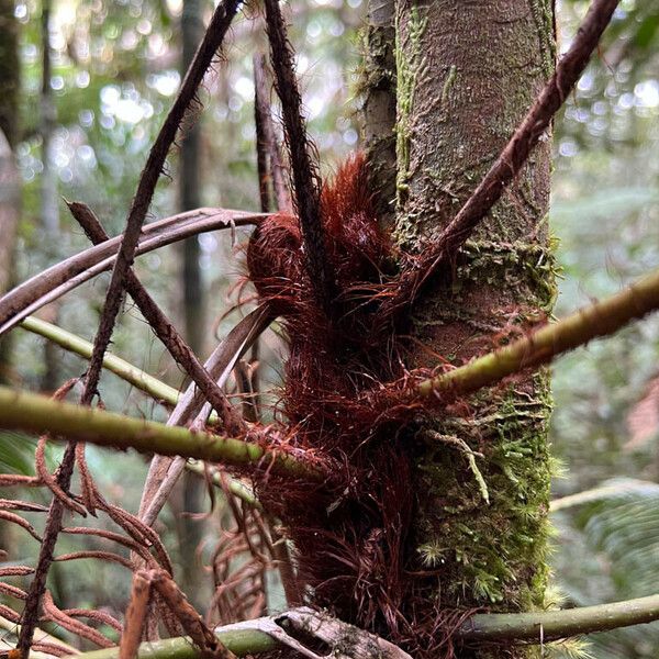 Blechnum Contiguum Plant Care & How to Grow, Water