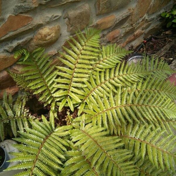 Blechnum Lenormandii Plant Care & How to Grow, Water