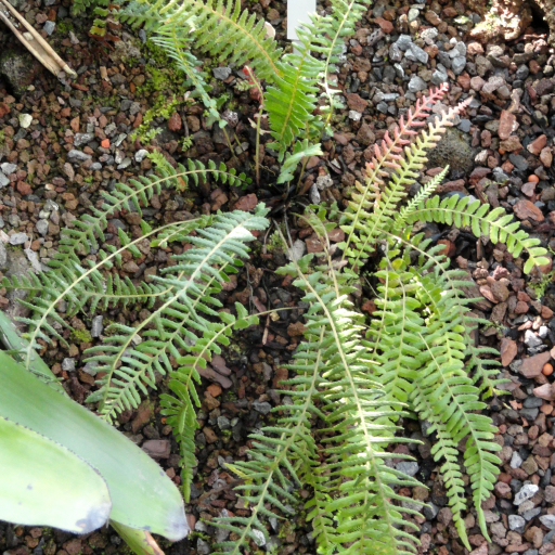 Giant Rasp Fern (Blechnum Maximum) Plant Care & How to Grow, Water