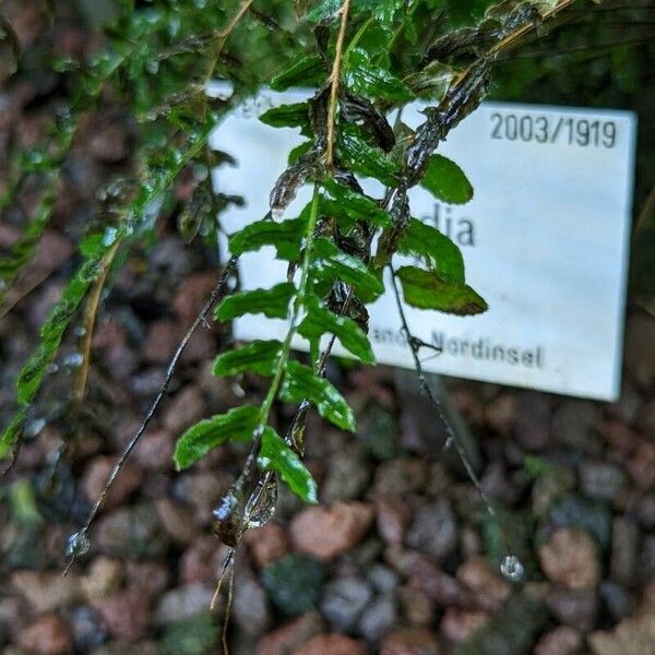 Mokimoki (Blechnum Molle) Care Guide: Water, Soil & Propagation - Plantiary