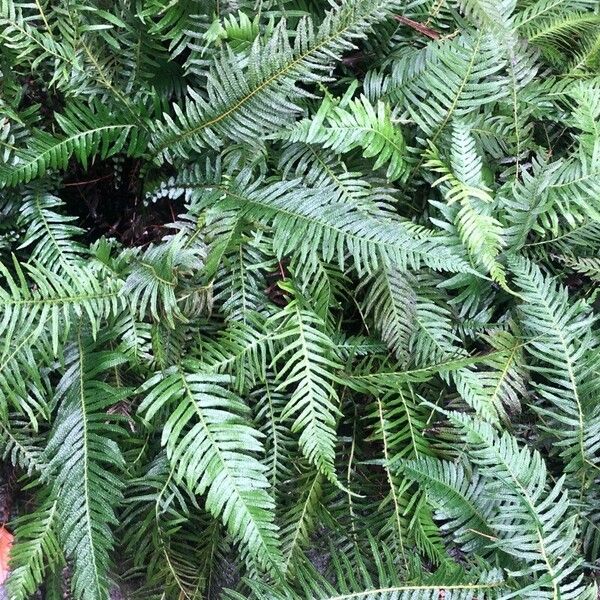 Prickly Rasp Fern (Blechnum Neohollandicum) Care Guide: Water, Soil ...