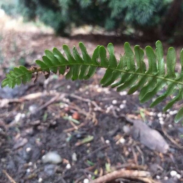 Blechnum Nipponicum Plant Care & How to Grow, Water