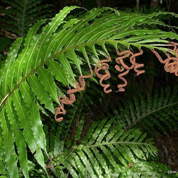 Blechnum Oceanicum Plant Care & How to Grow, Water