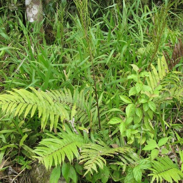 Blechnum Schiedeanum Plant Care & How to Grow, Water