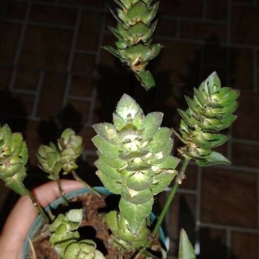 Browne's Blechum (Blechum Pyramidatum) Plant Care & How to Grow, Water