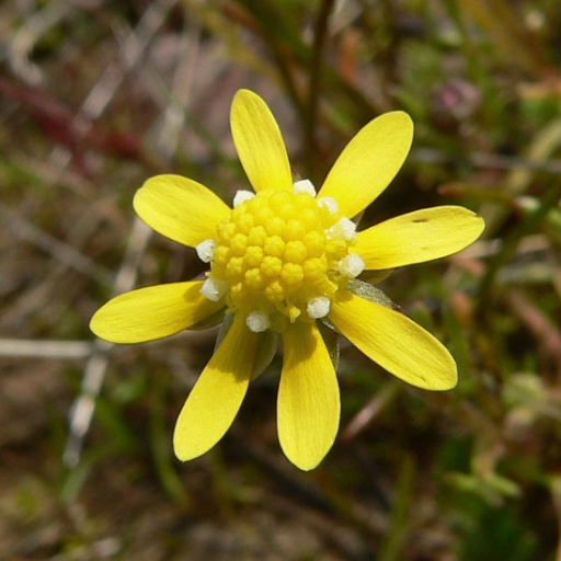 Glue-Seed (Blennosperma Nanum) Care Guide: Water, Soil & Propagation ...