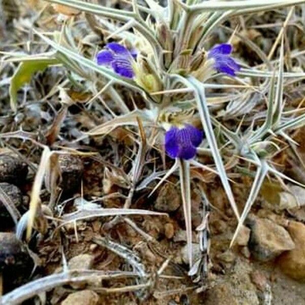 Eyelash (Blepharis Ciliaris) Plant Care & How to Grow, Water