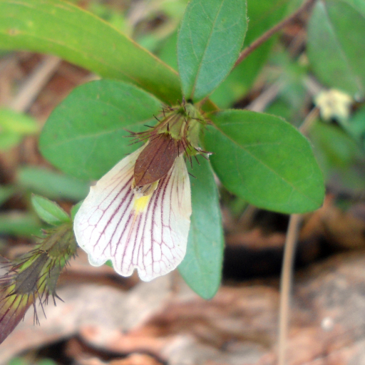 Surprise Packet (Blepharis Maderaspatensis) Plant Care & How to Grow, Water