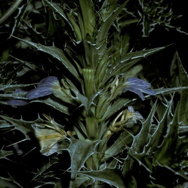 Eye Lashes (Blepharis Subvolubilis) Plant Care & How to Grow, Water